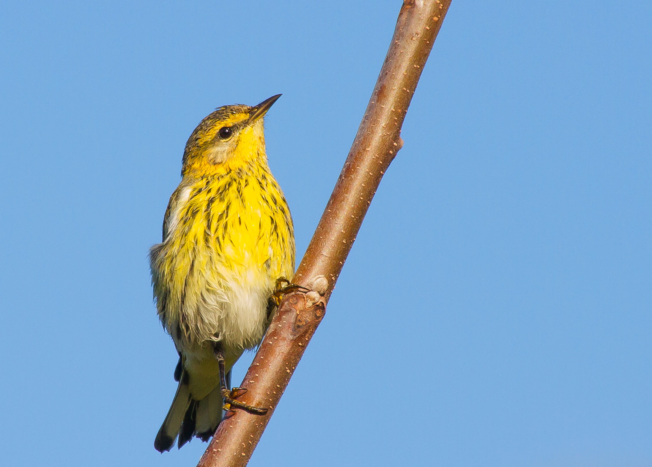 Fall Warbler Weekend: Middle Run - Delmarva Ornithological Society